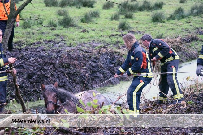 Drachtig paard door brandweer uit sloot gered